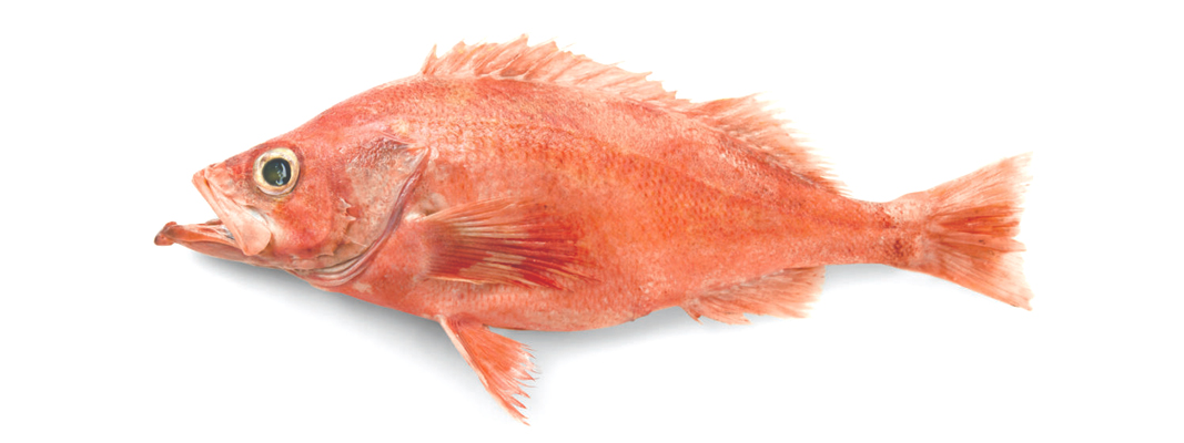 Is rockfish high quality?