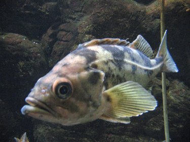 Is rockfish similar to tilapia?