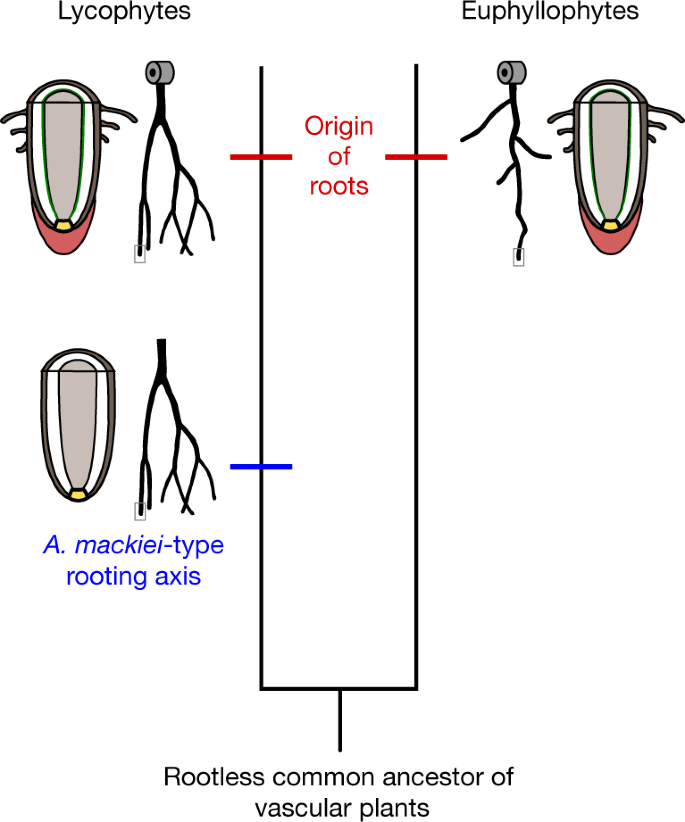 Is root the same as origin?