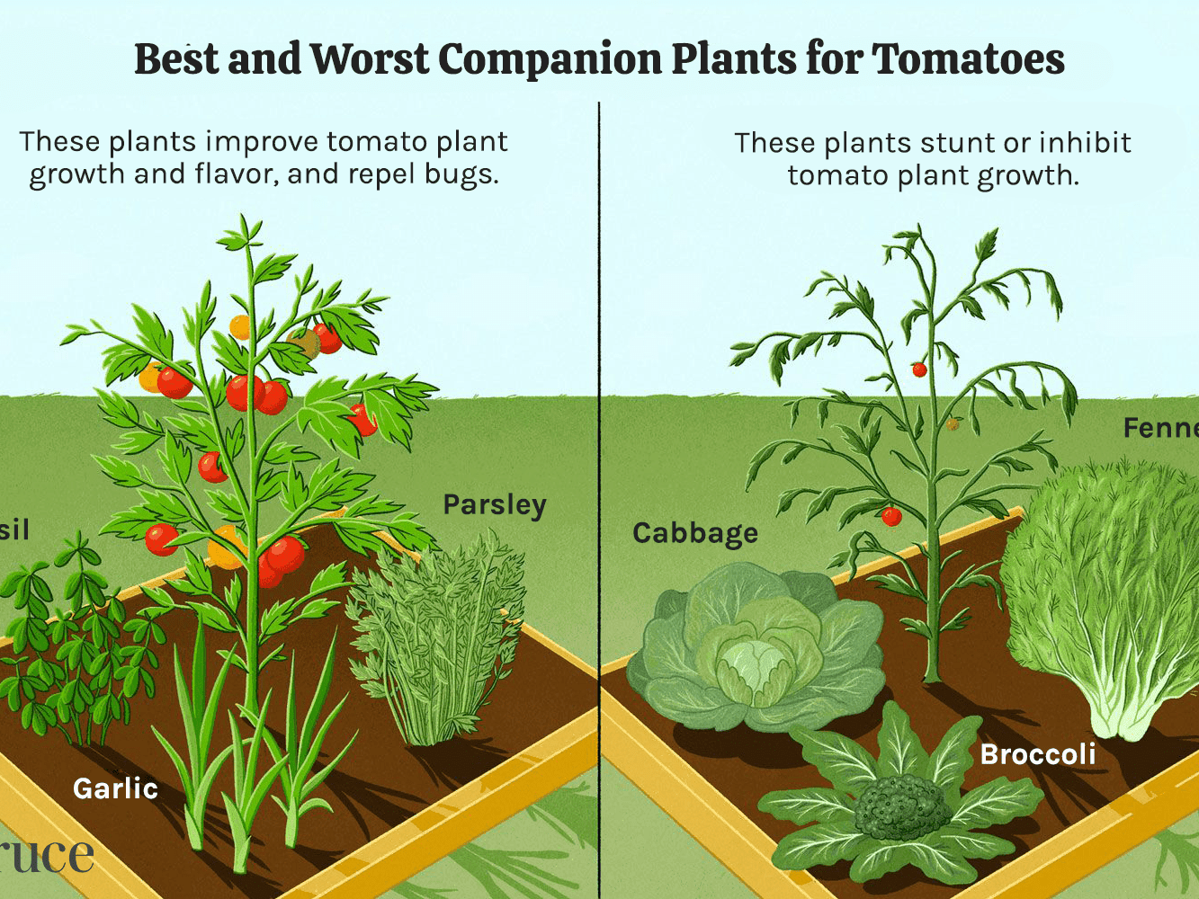 Is rosemary a good companion plant for tomatoes?