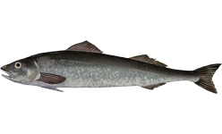 Is sablefish the same as butterfish?