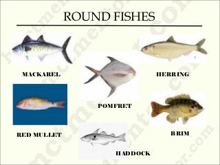 Is salmon a flat or round fish?