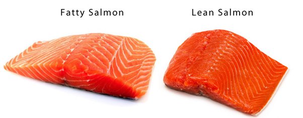 Is salmon a lean or fat fish?