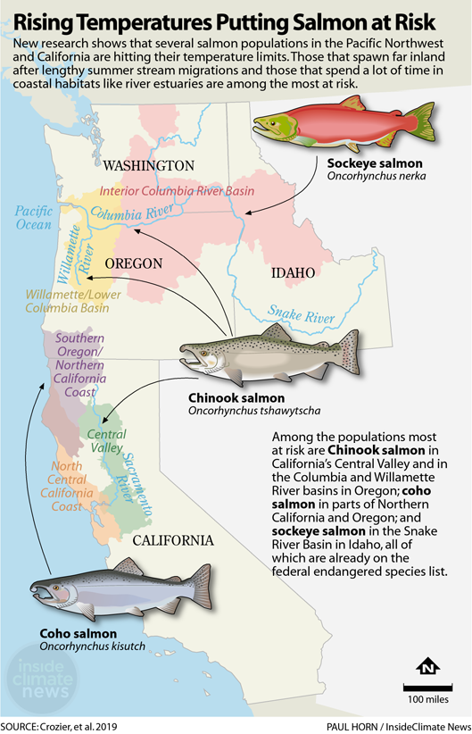 Is salmon at risk of extinction?