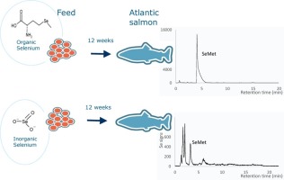 Is salmon high in selenium?