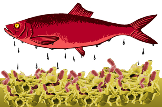 Is Salmonella related to salmon?