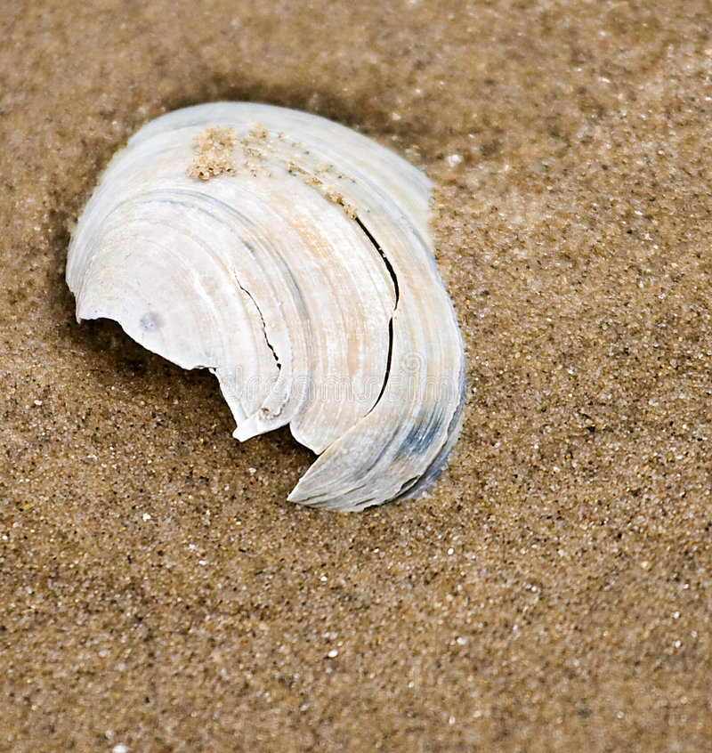 Is sand broken in seashells?