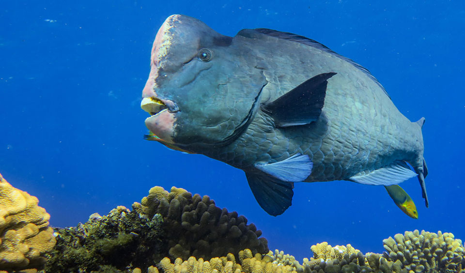 Is sand made out of fish poop?