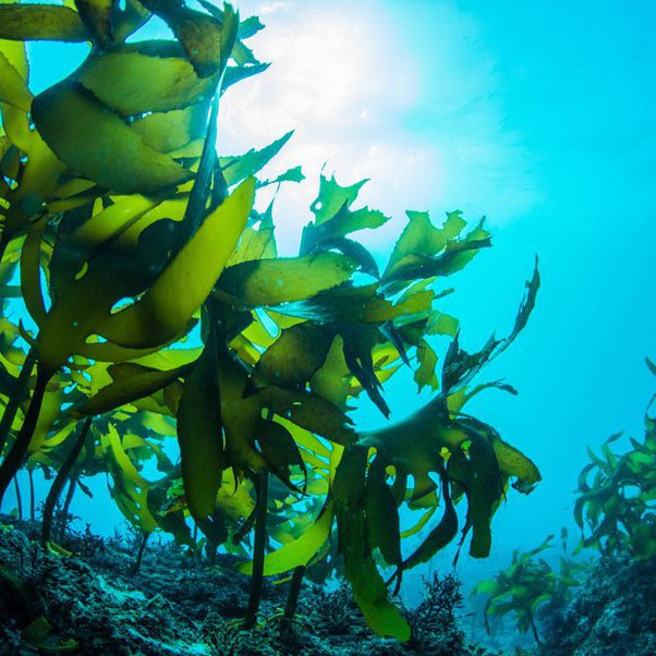 Is seaweed a plant or a animal?