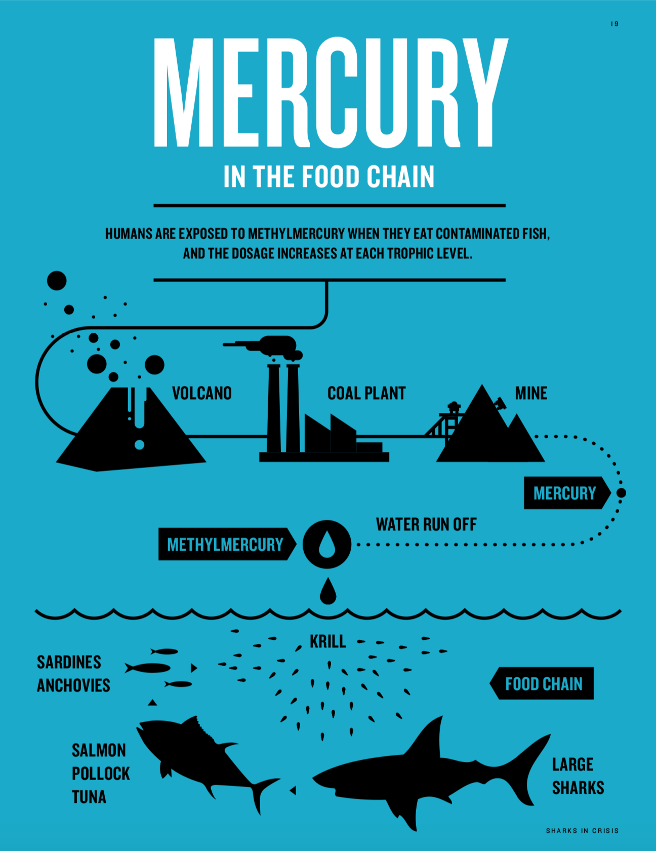 Is shark fish high in mercury?