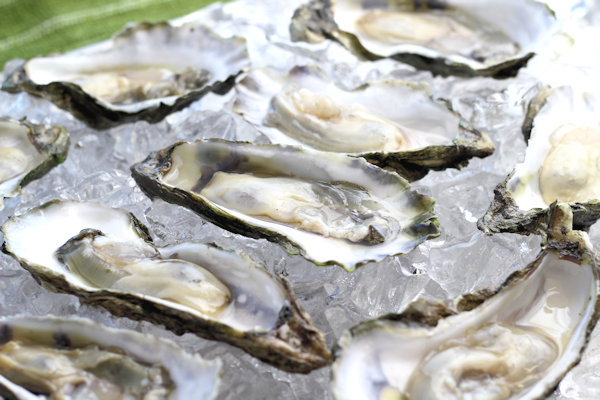 Is shellfish safe to eat raw?