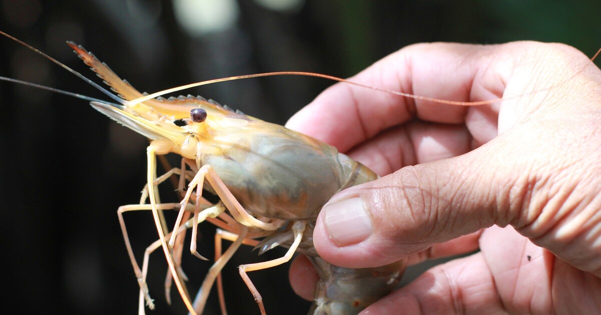 Is shrimp a sustainable resource?