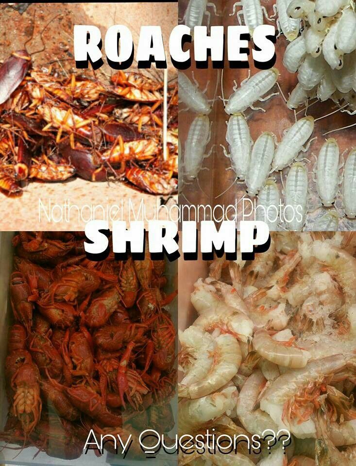 Is shrimp an unclean food?
