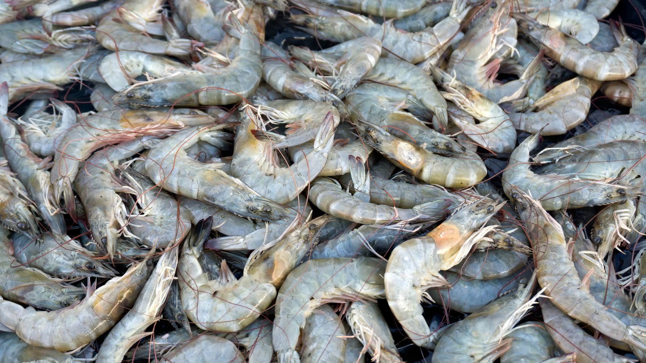 Is shrimp bad for environment?