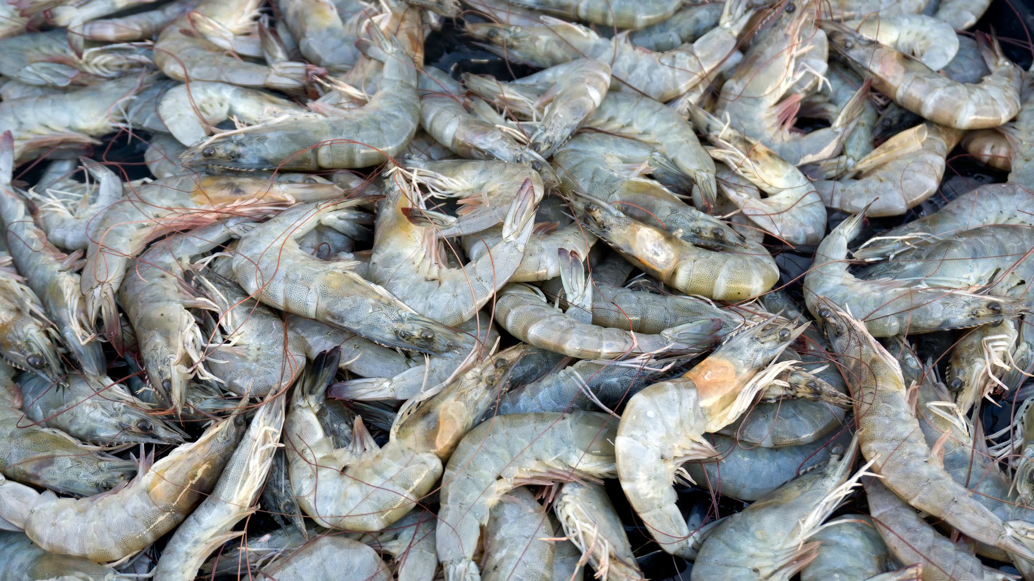 Is shrimp bad for the environment?