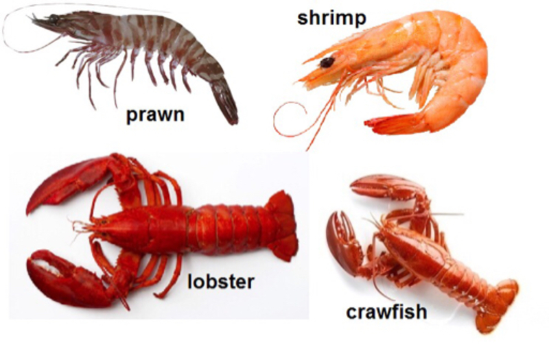 Is shrimp better than lobster?