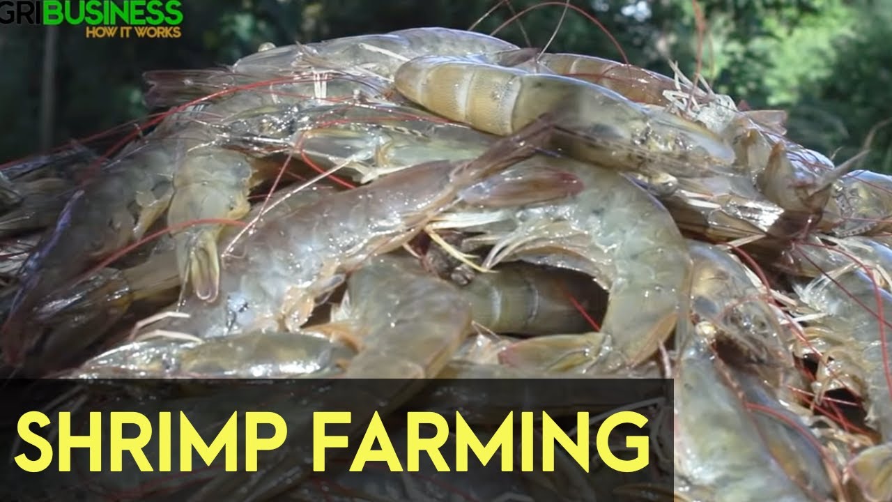Is shrimp farming profitable in Philippines?