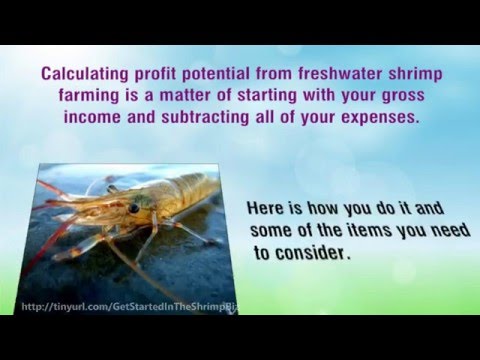 Is shrimp farming profitable?