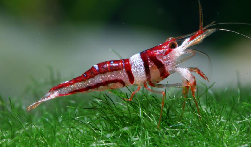 Is Shrimp going extinct?