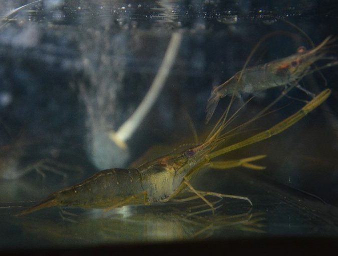 Is shrimp high in ammonia?