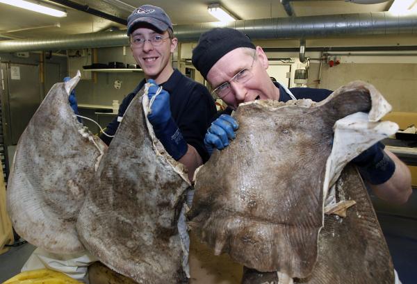 Is skate fish smelly?