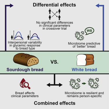 Is sourdough bread good for gut microbiome?