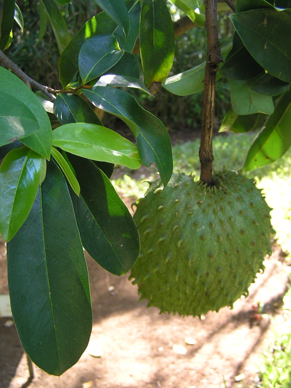 Is soursop grown in the US?