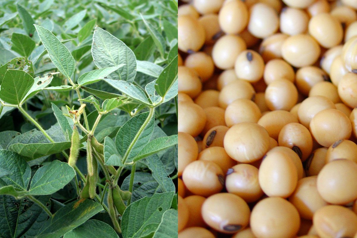 Is soy a plant food?