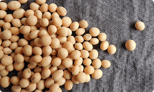 Is soy a vegetable or grain?
