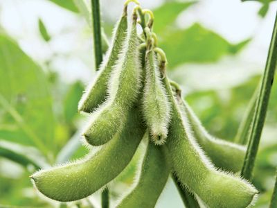 Is soy bean a fruit?