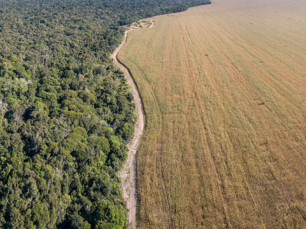 Is soy causing deforestation?