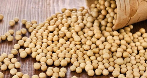 Is soy good for muscle gain?