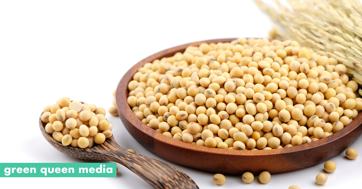 Is soy protein same as soy?