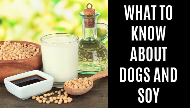 Is soy safe for dogs?