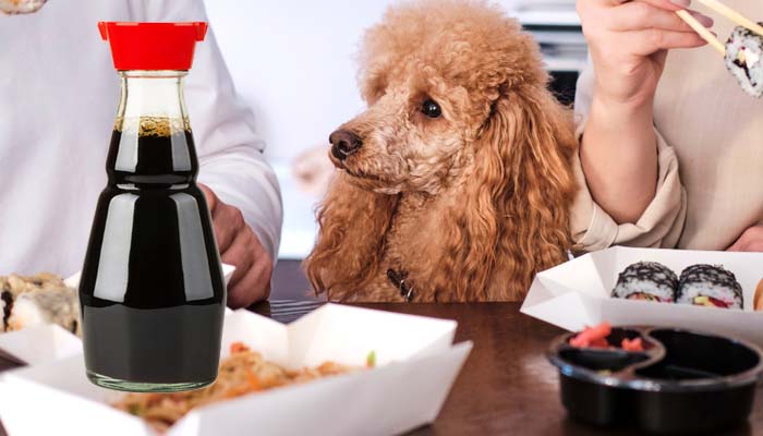 Is soy sauce toxic to dog?