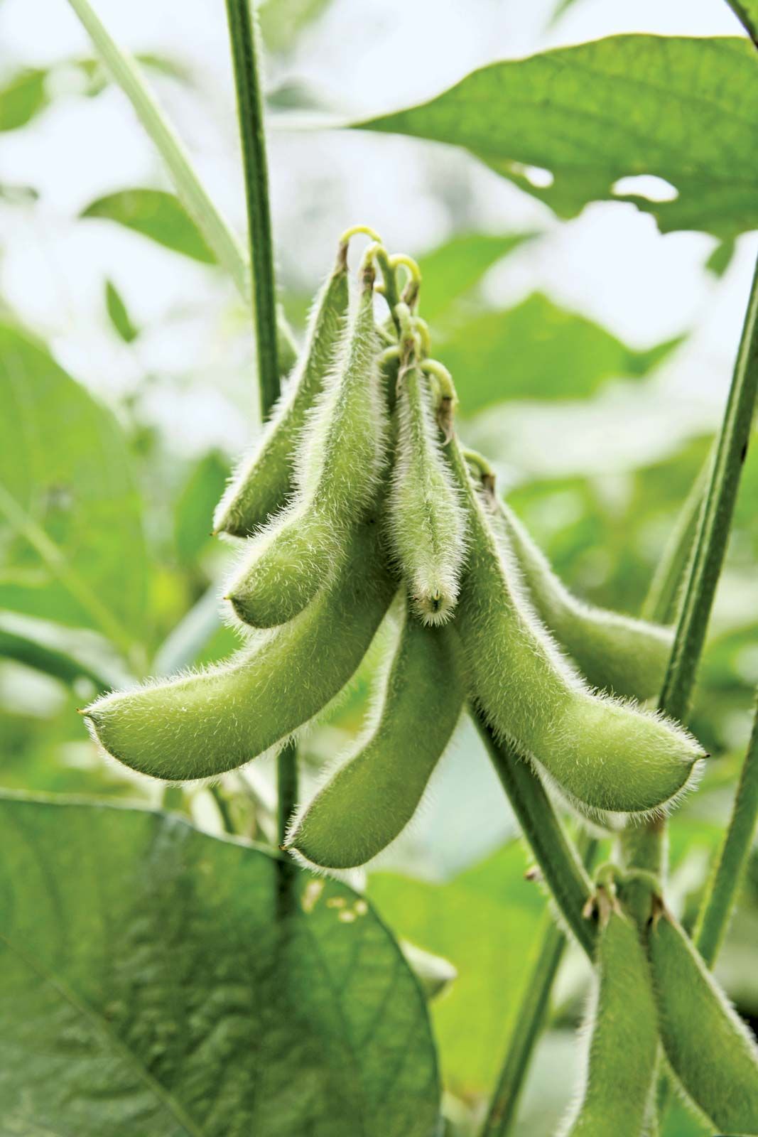 Is soybean a legume or vegetable?