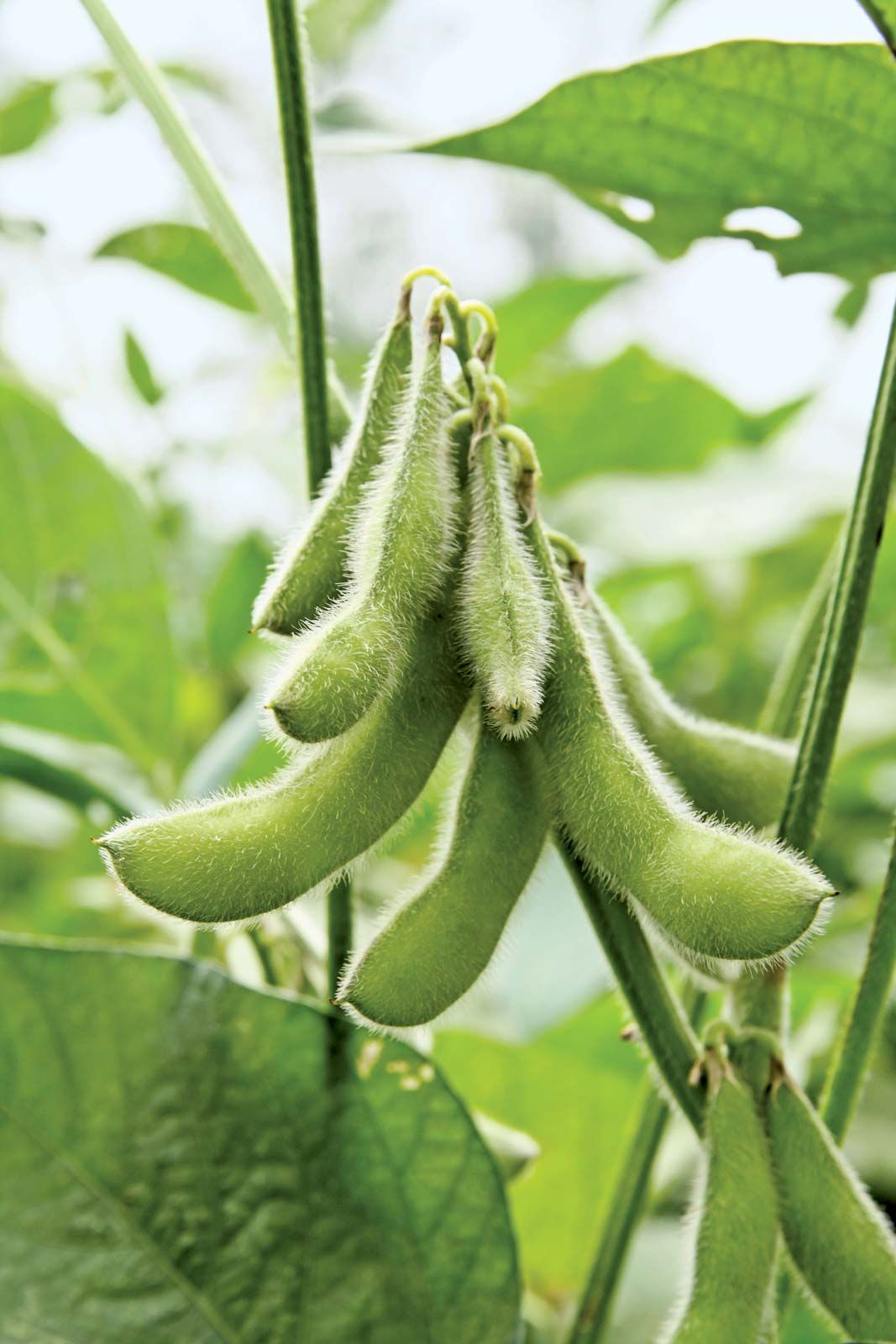 Is soybean a vegetable?