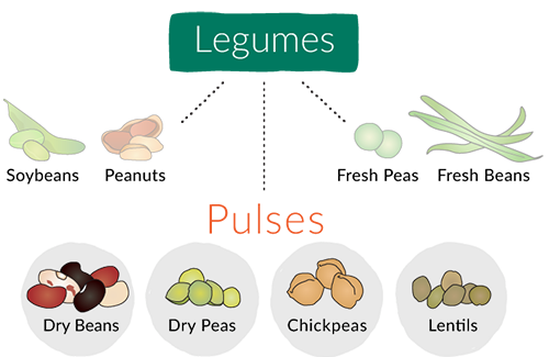 Is soybean an example of legume?