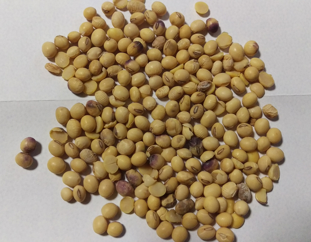 Is soybean beans good for cattle?