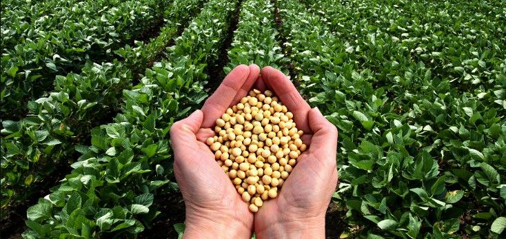 Is soybean farming profitable?