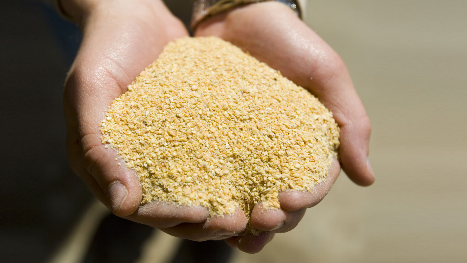 Is soybean meal an energy source?