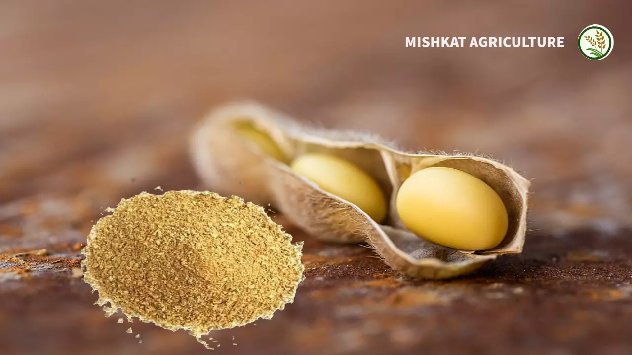 Is soybean meal sources of protein?
