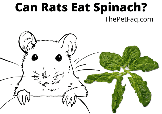 Is spinach toxic to rats?