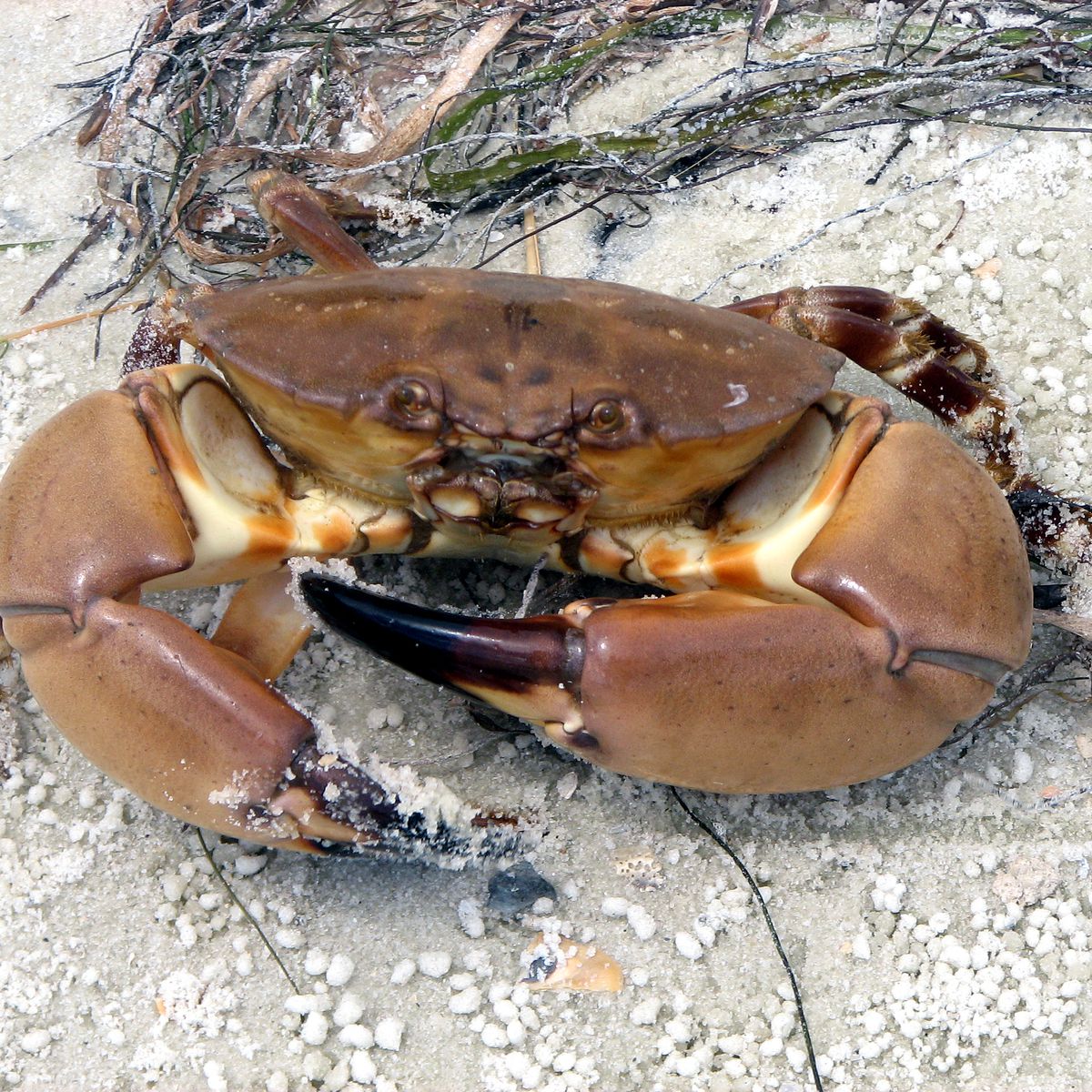Is stone crab season open in Florida?