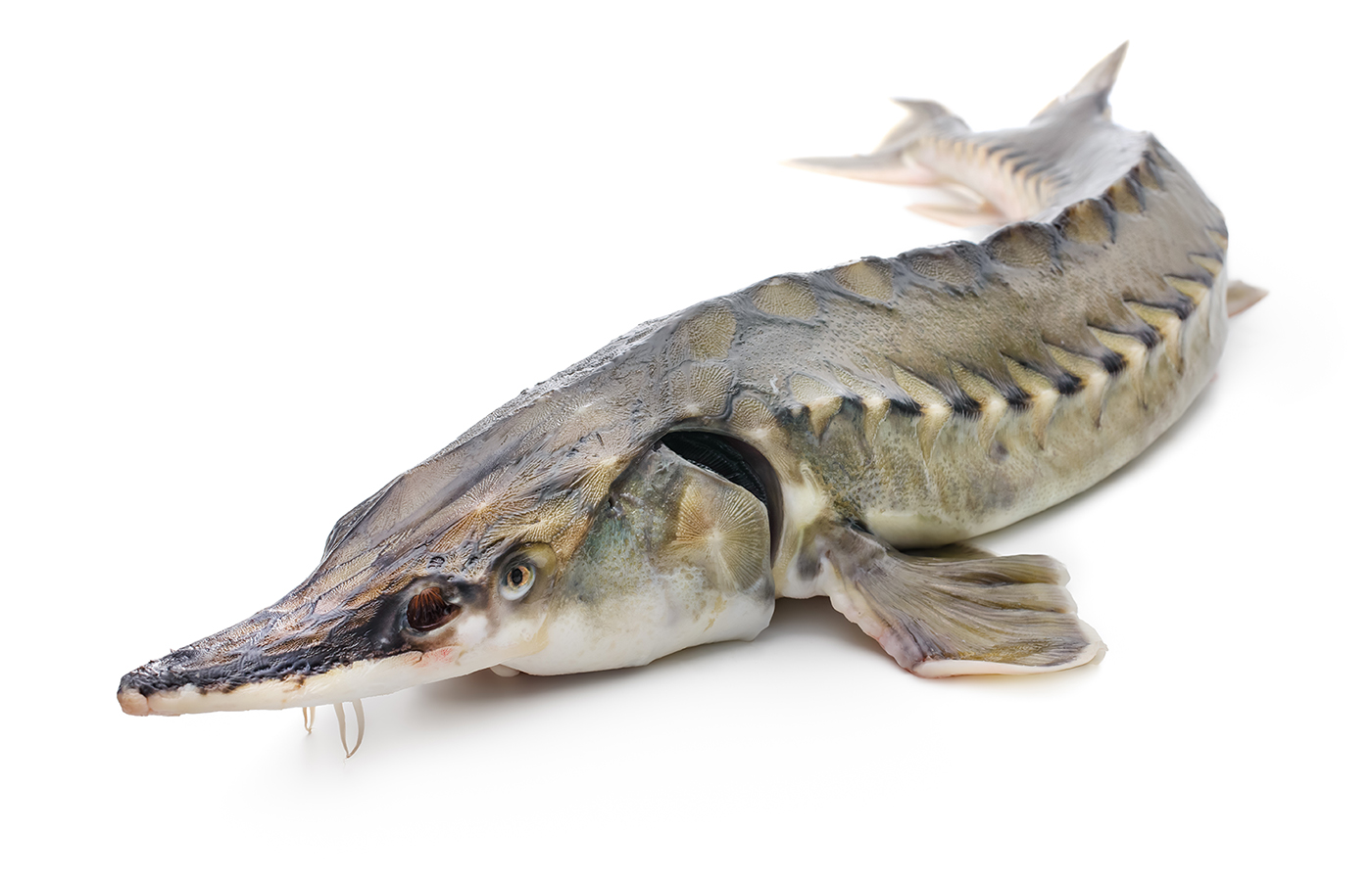 Is sturgeon fish good for caviar?