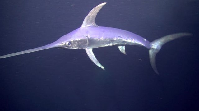 Is swordfish toxic?