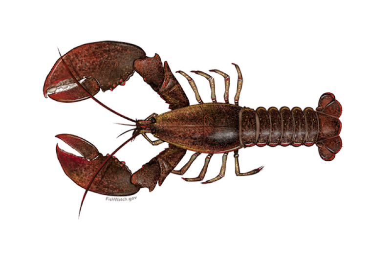 Is the American lobster commercially valuable?