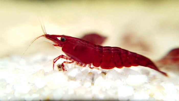 Is the Bloody Mary shrimp breed real?