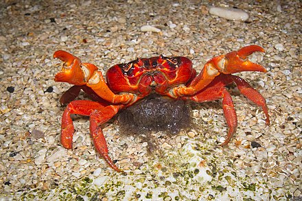 Is the Christmas Island red crab male or female?
