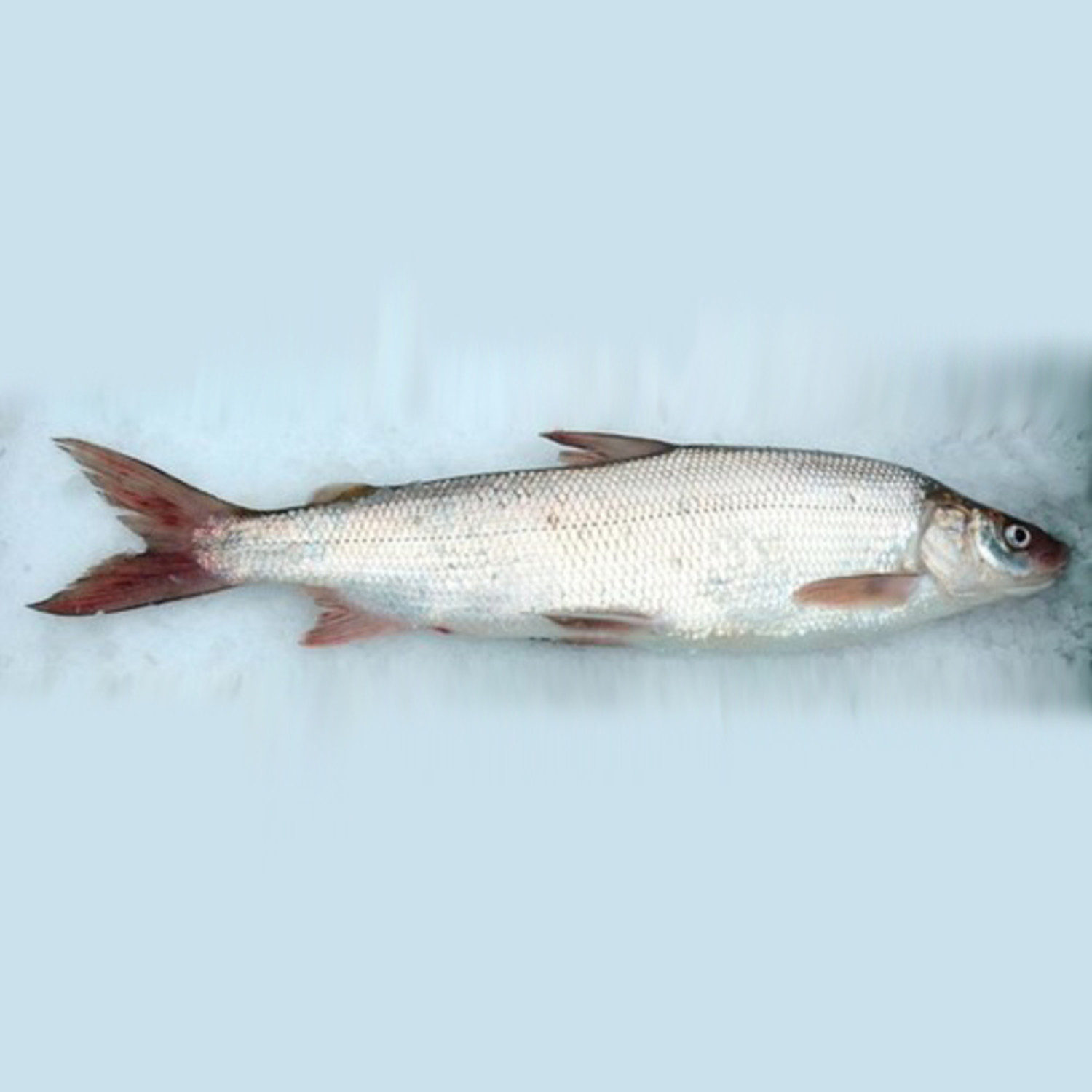 Is the Great Lakes whitefish a good fish?